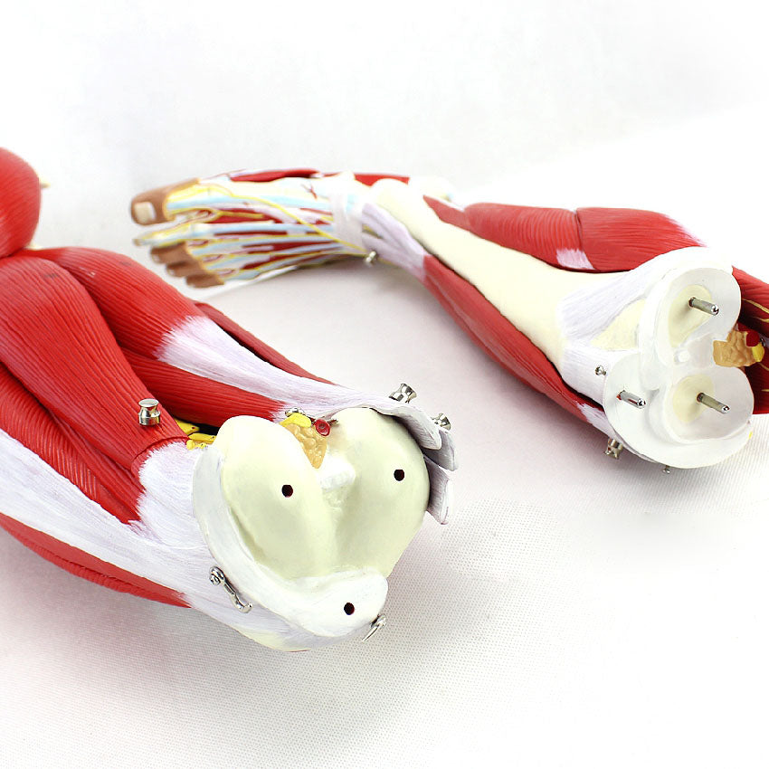 Anatomy Model - Muscles of the Human Leg, 23 Parts