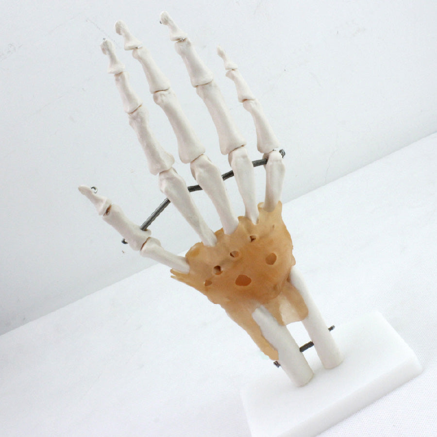 Hand and Wrist Model with Ligaments