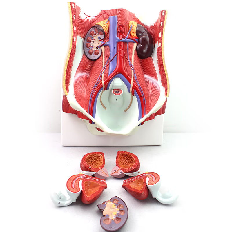 Human Urinary System Model, 6 Parts