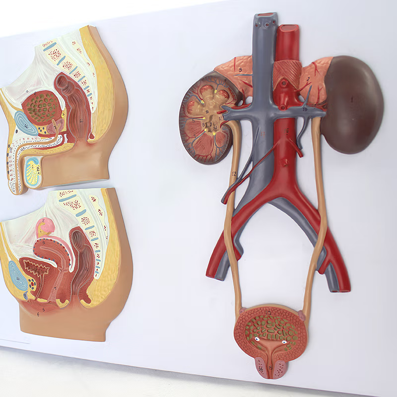 Female Urinary System Model 620 Female Urinary System Diagram Stock 7258
