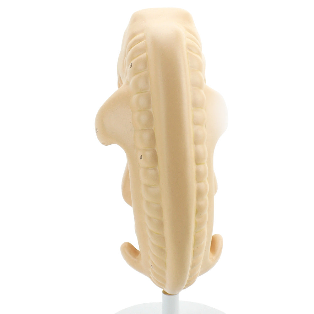 Embryo Model, 25X Life-Size