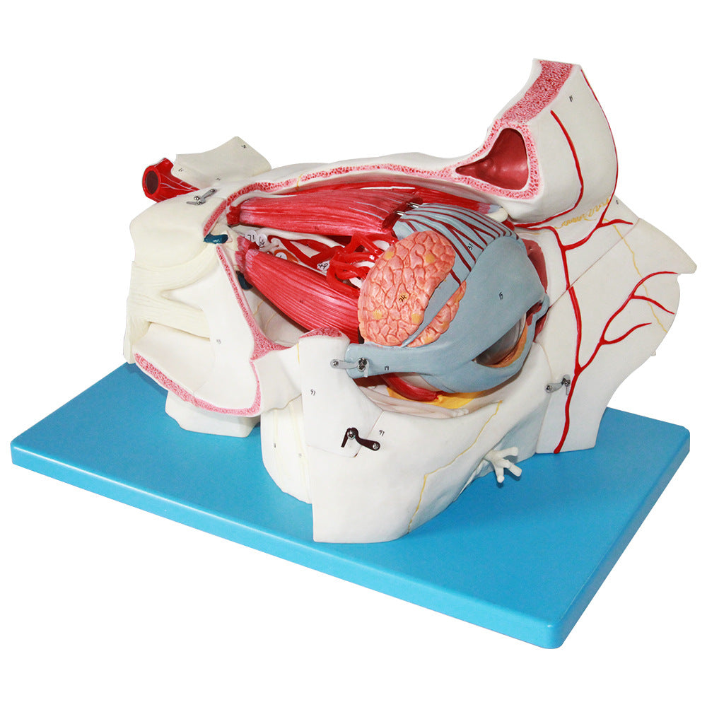 Eye Anatomy Model, 9 Parts, 5X Life-Size