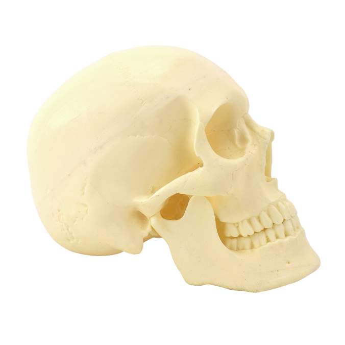 Advanced Skull Model for Surgical Training – Dr Wong Anatomy