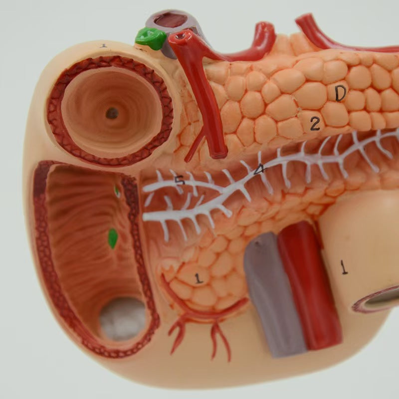 Rear Organs of Upper Abdomen Model