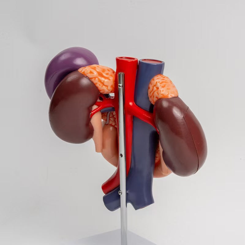 Kidneys Model with Rear Organs of Upper Abdomen, 3 parts