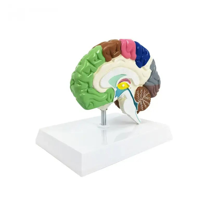 Half Brain Model