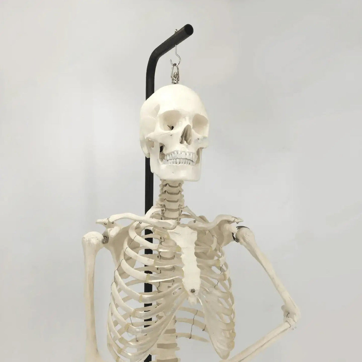 Physiological Human Skeleton Model on Hanging Stand, Life-Size