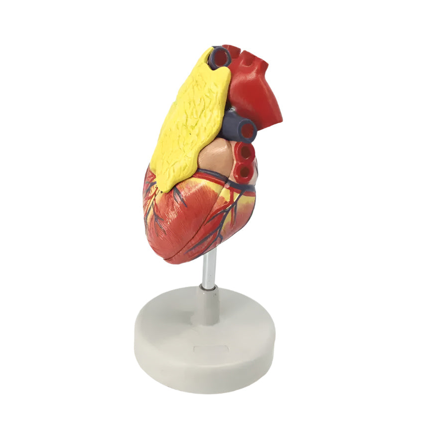 Human Heart Model with Thymus, 3 part – Dr Wong Anatomy