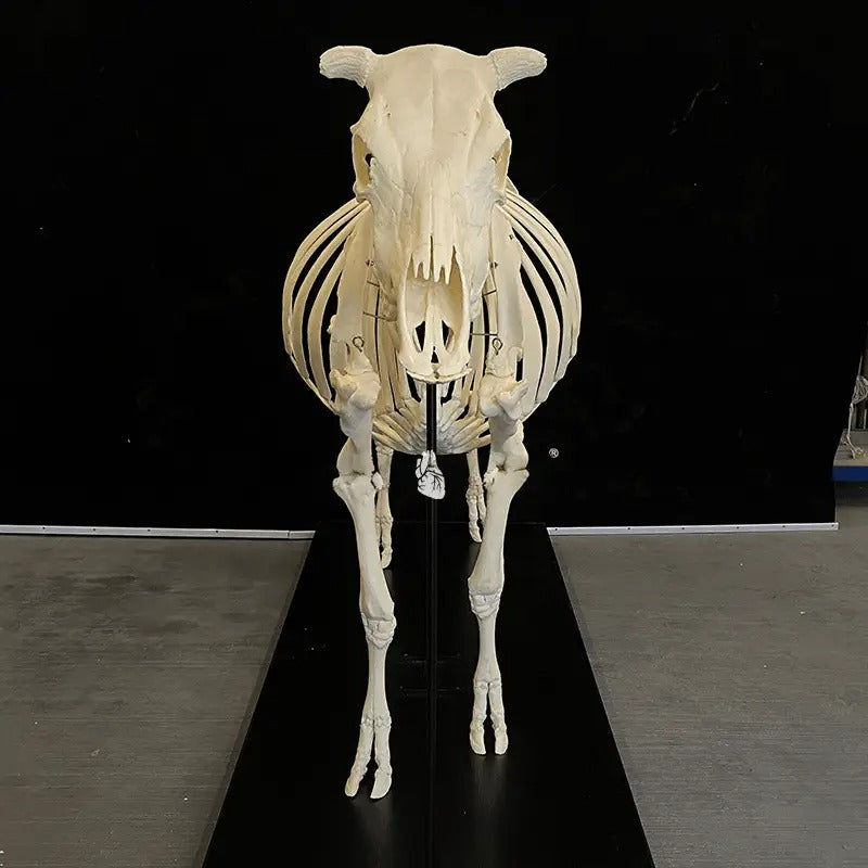 Cow Skeleton Anatomy Model, Life-Size – Dr Wong Anatomy