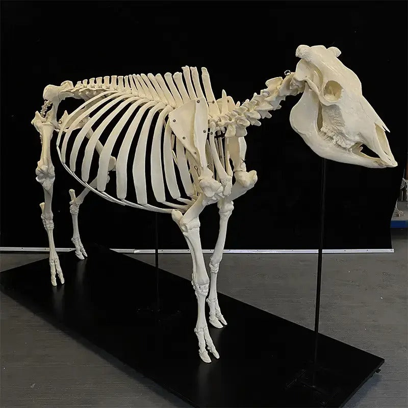 Cow Skeleton Anatomy Model, Life-Size – Dr Wong Anatomy
