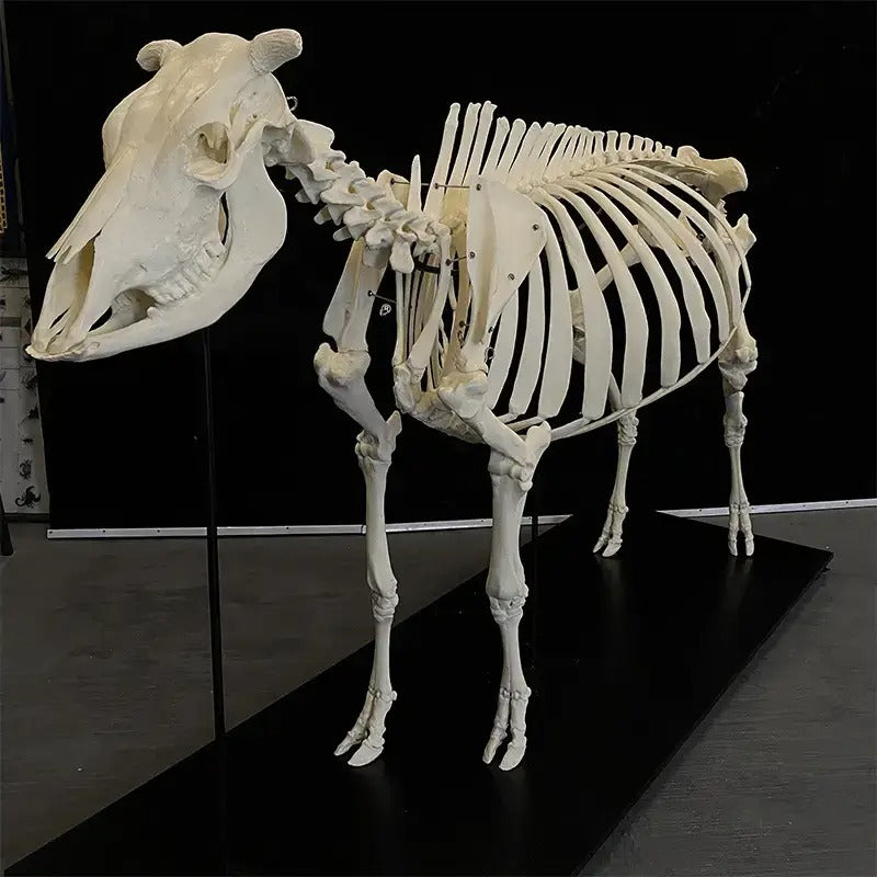 Cow Skeleton Anatomy Model, Life-Size