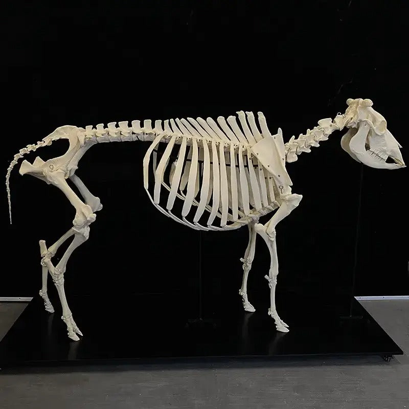 Cow Skeleton Anatomy Model, Life-Size – Dr Wong Anatomy