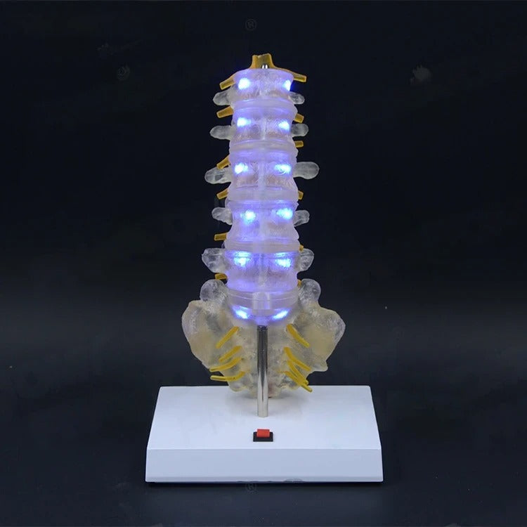 Transparent Lumbar Vertebrae with Coccyx Model