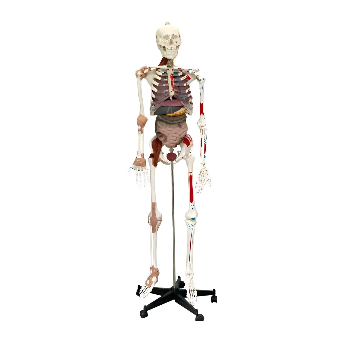 Human Skeleton Model with Internal Organs, Muscles & Ligaments