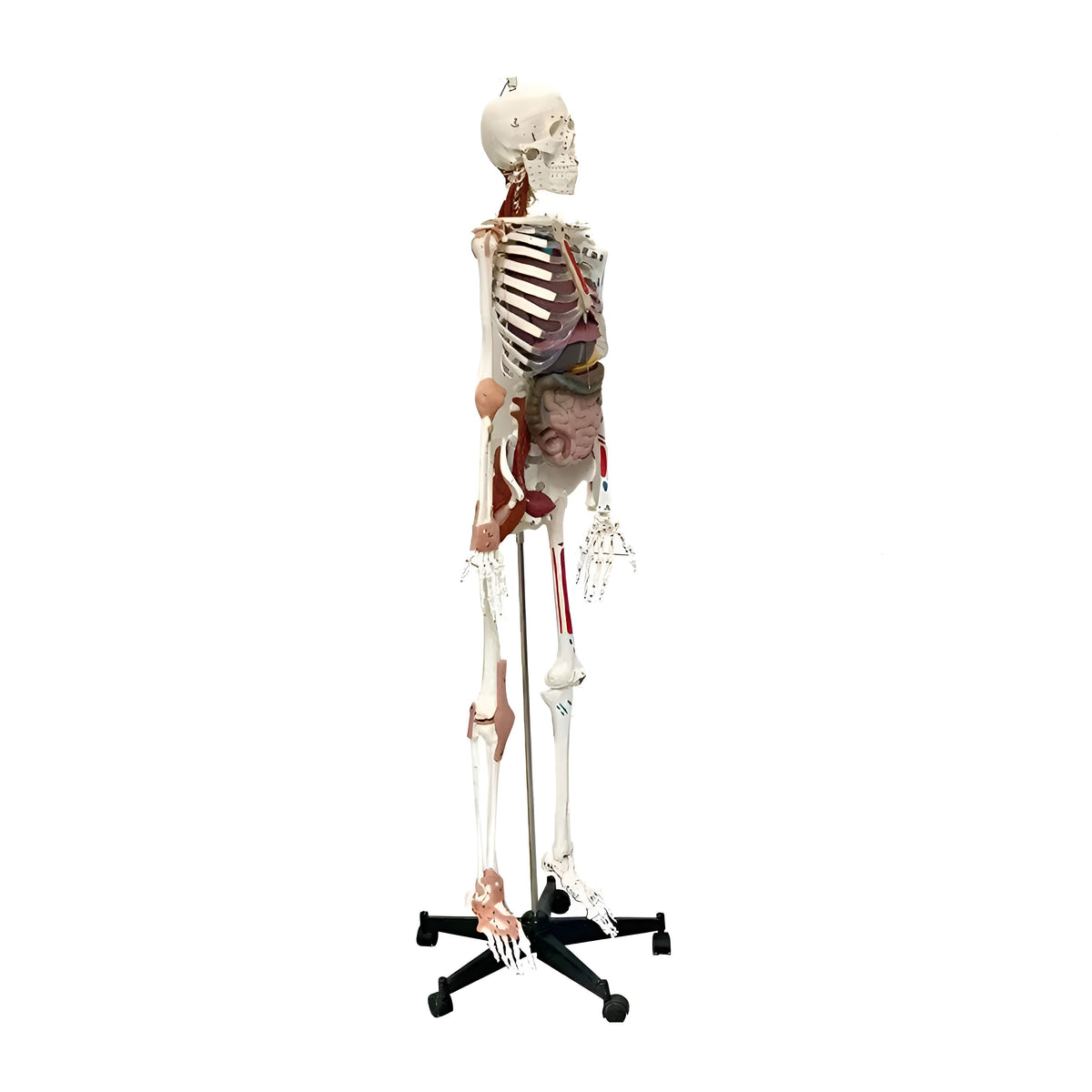 Human Skeleton Model with Internal Organs, Muscles & Ligaments