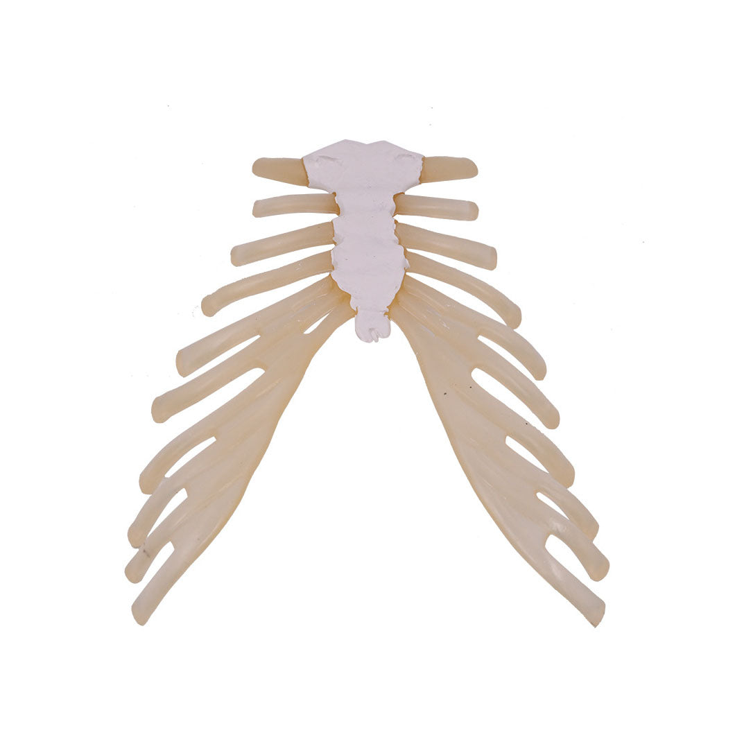 Sternum Model