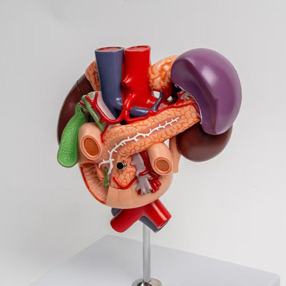 Kidneys Model with Rear Organs of Upper Abdomen, 3 parts