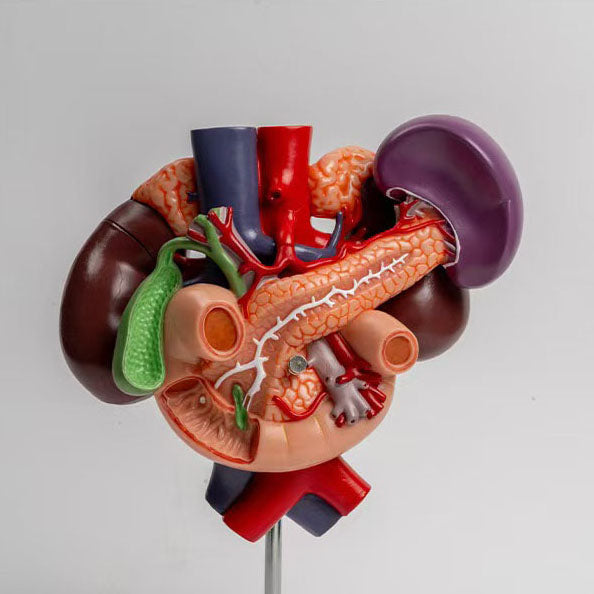 Kidneys Model with Rear Organs of Upper Abdomen, 3 parts