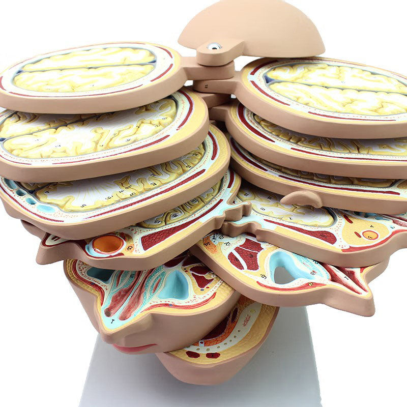 Anatomical Section of Head Model – Dr Wong Anatomy