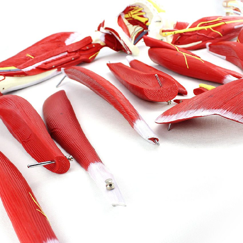 Anatomy Model - Muscles of the Human Leg, 23 Parts