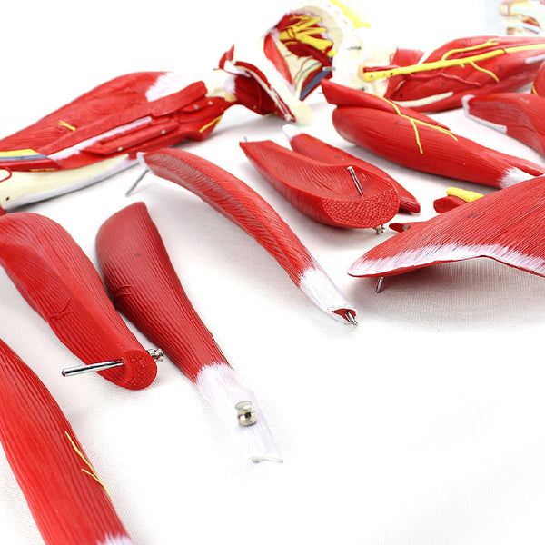 Anatomy Model - Muscles of the Human Leg, 23 Parts