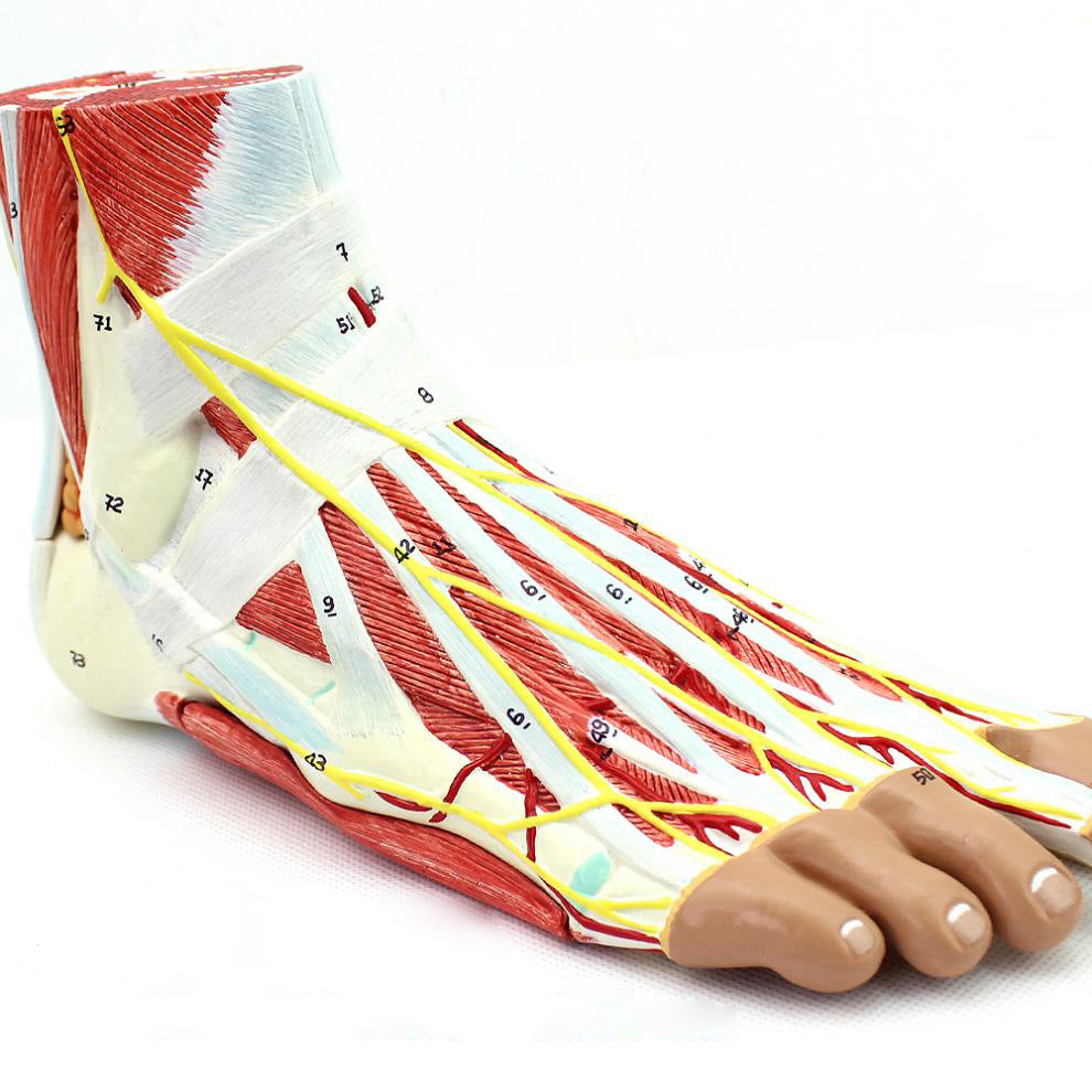 Anatomy of the Foot Model，9 Parts