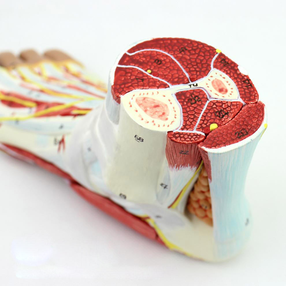Anatomy of the Foot Model，9 Parts
