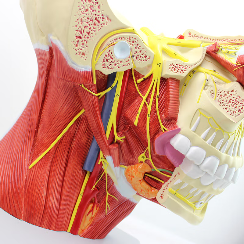 Cranial Nerves Model Cranial Nerves 3D Model By Galejustin