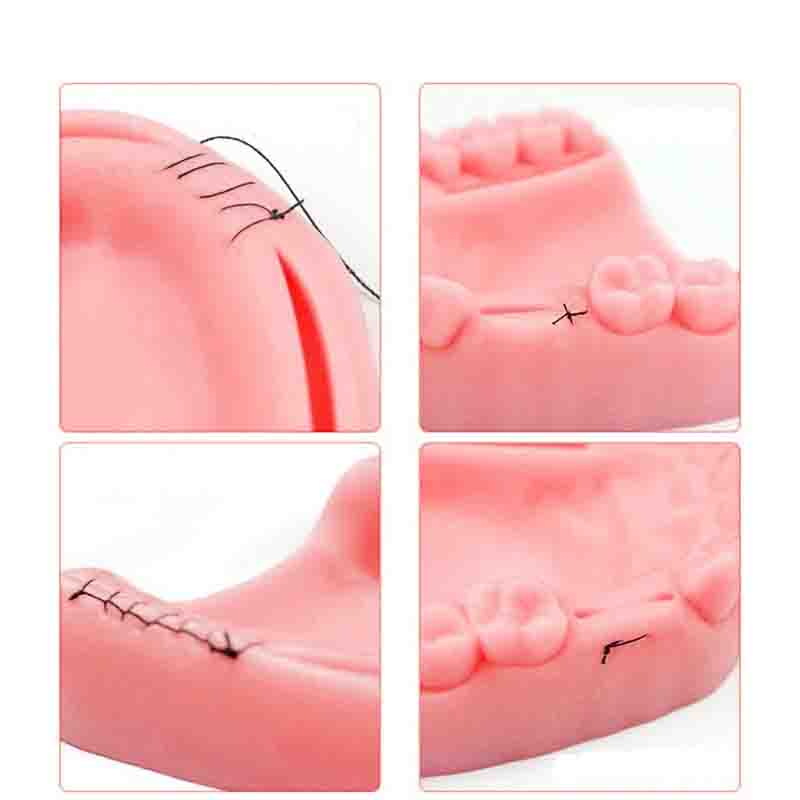 Dental Suture Model