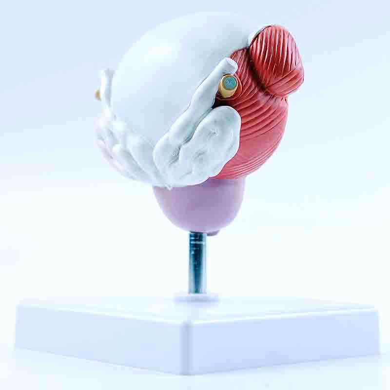 Diseases of Bladder and Prostate Model