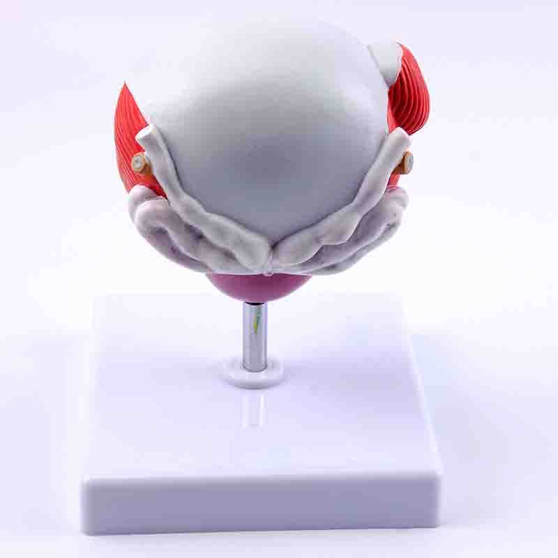 Diseases of Bladder and Prostate Model