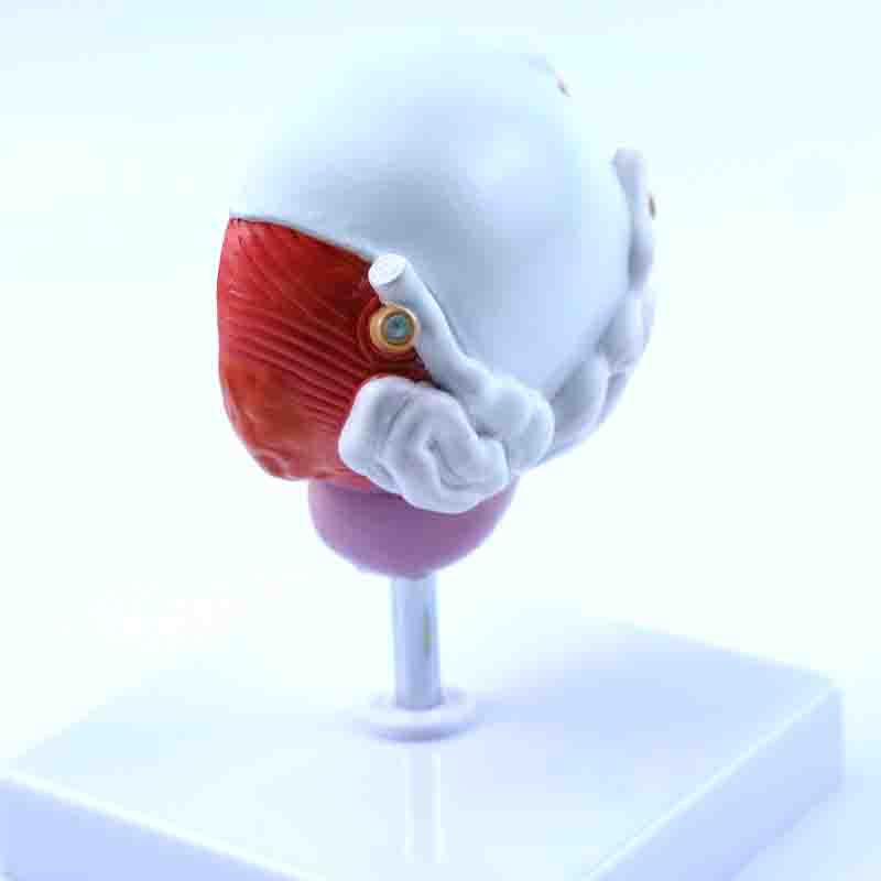 Diseases of Bladder and Prostate Model