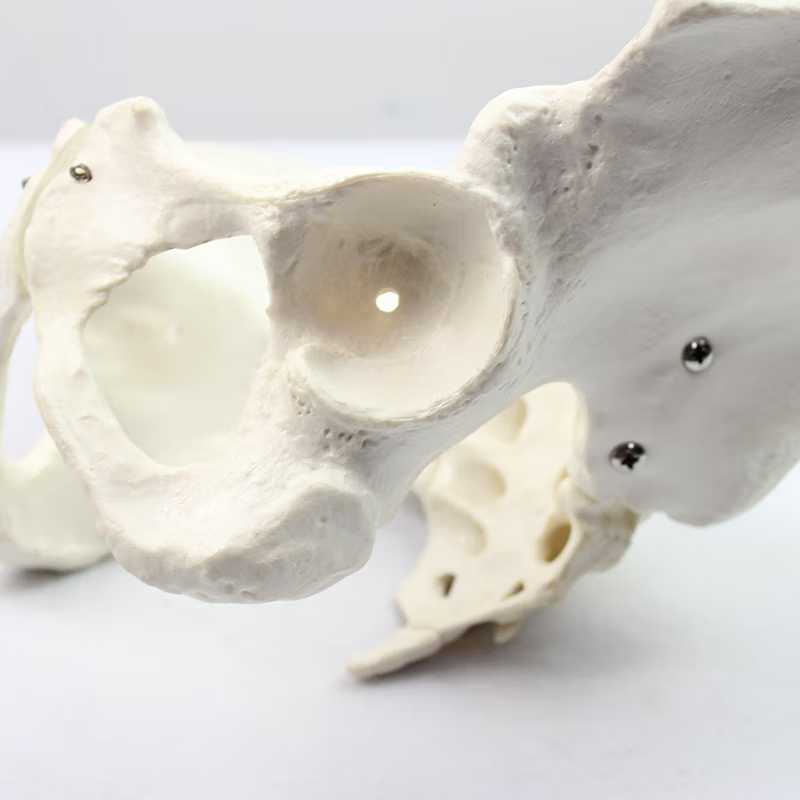 Female Pelvic Skeleton Model