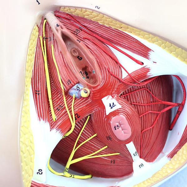Female Perineum Anatomy Model