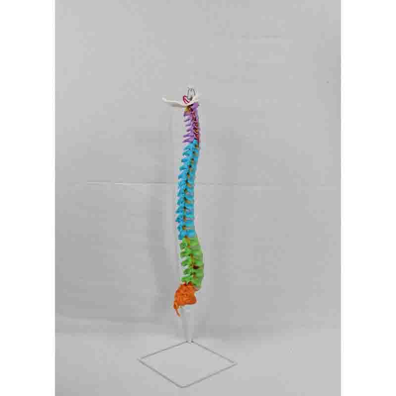 Flexible Didactic Spine Model