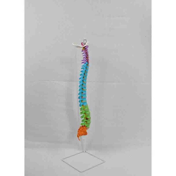 Flexible Didactic Spine Model