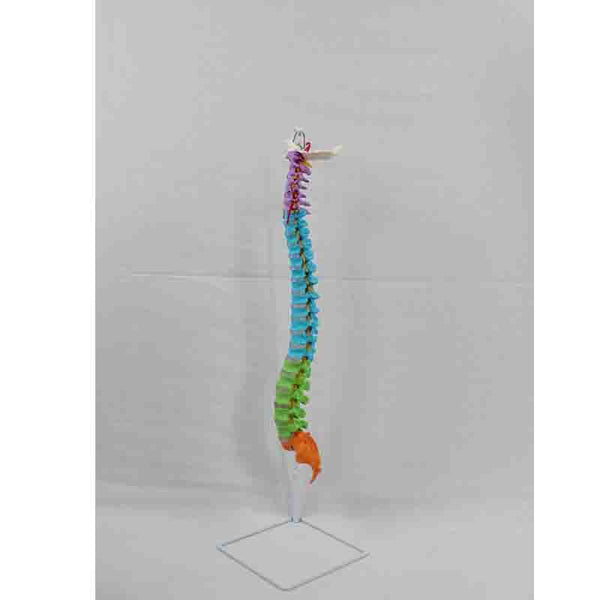 Flexible Didactic Spine Model