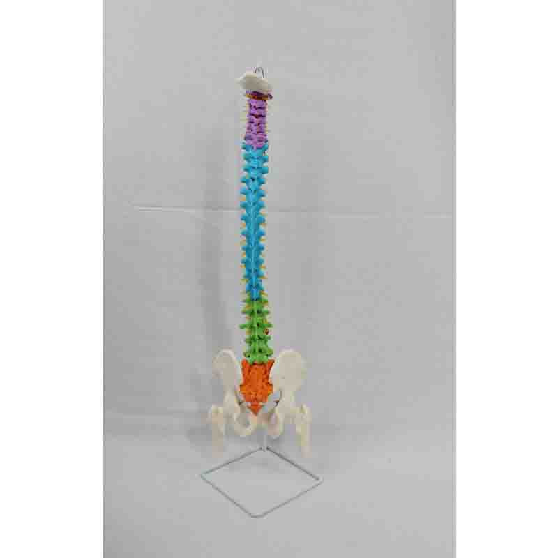 Flexible Didactic Spine Model with Pelvis and Femoral Heads