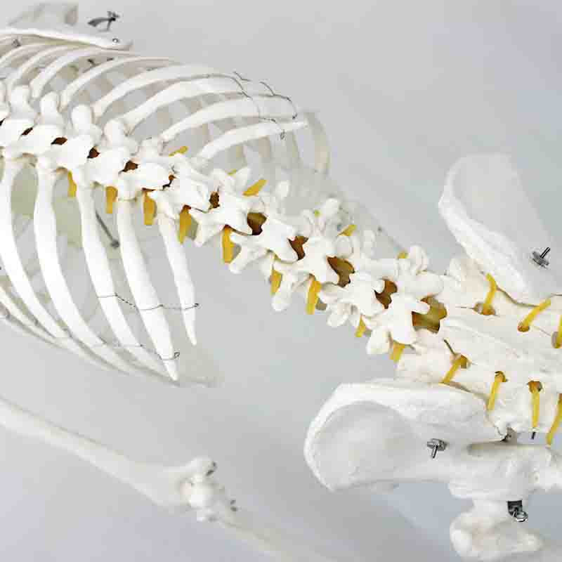Flexible Human Skeleton Model, Life-Size