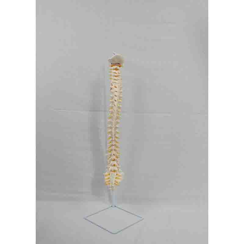 Flexible Spine Model
