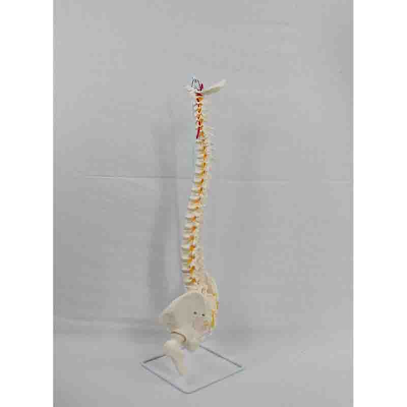 Flexible Spine Model with Pelvis and Femoral Heads