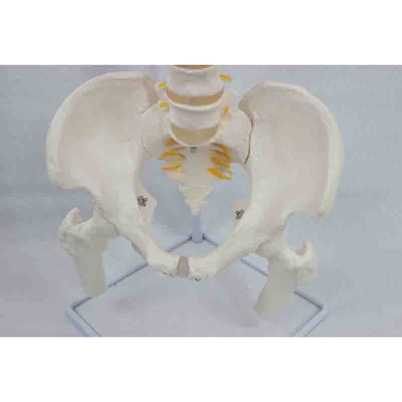 Flexible Spine Model with Pelvis and Femoral Heads