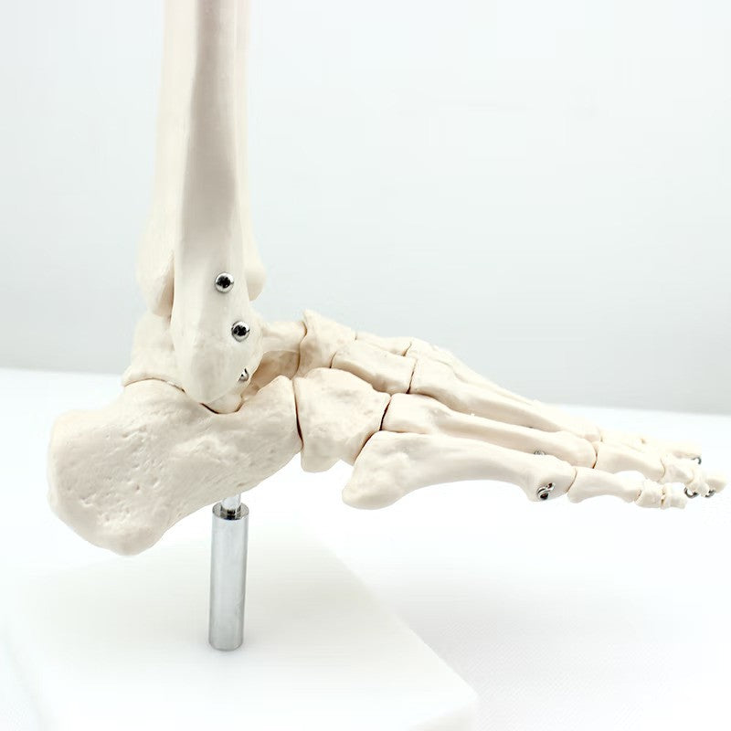 Foot and Ankle Skeleton Model