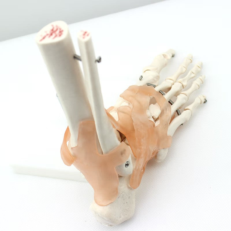 Functional Ankle Joint Model with Ligaments