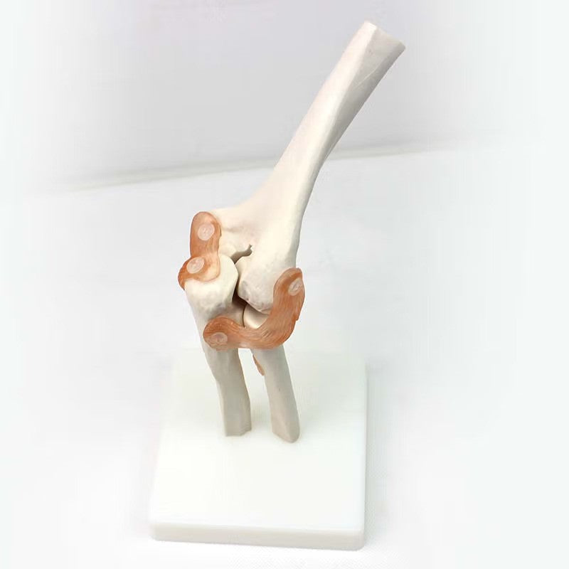 Functional Elbow Joint Model