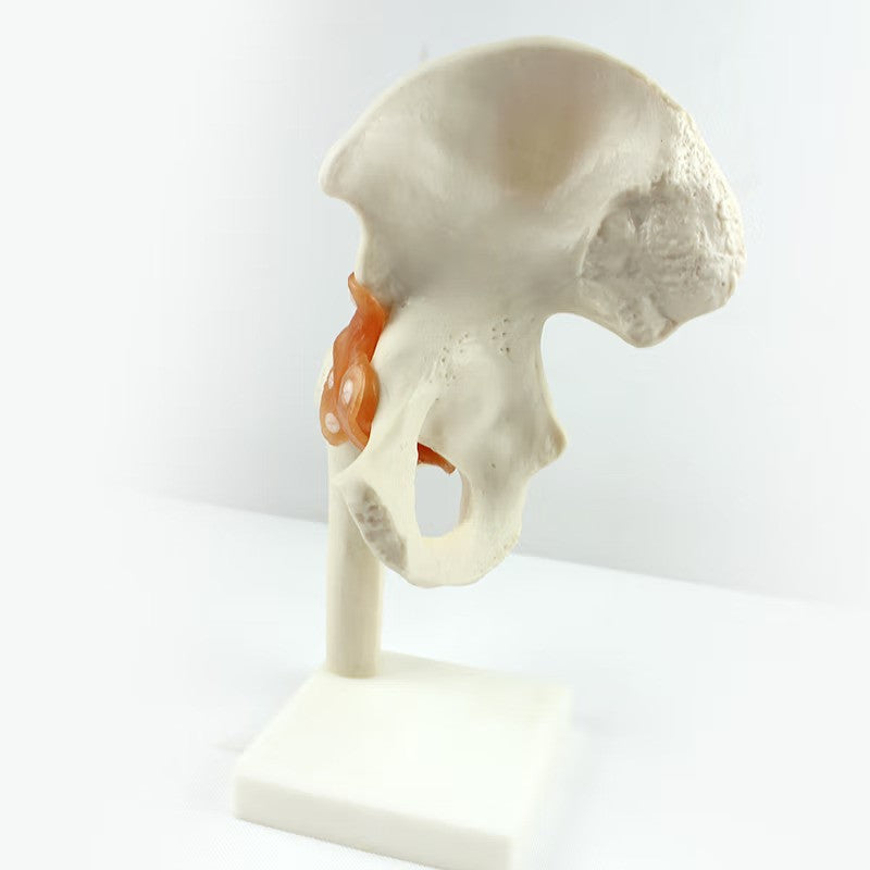 Functional Hip Joint Anatomy Model
