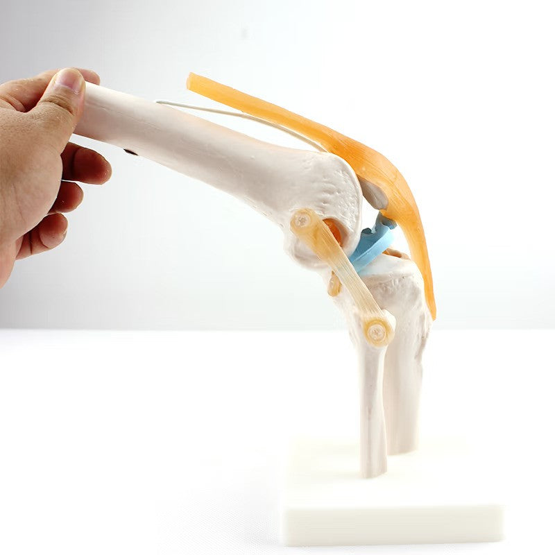 Functional Knee Joint Model