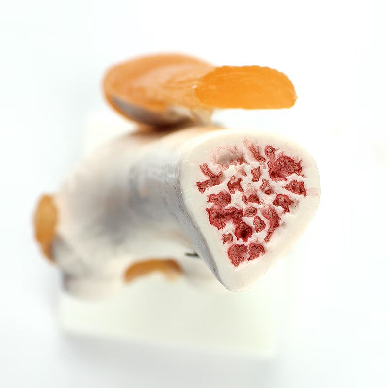 Functional Knee Joint Model