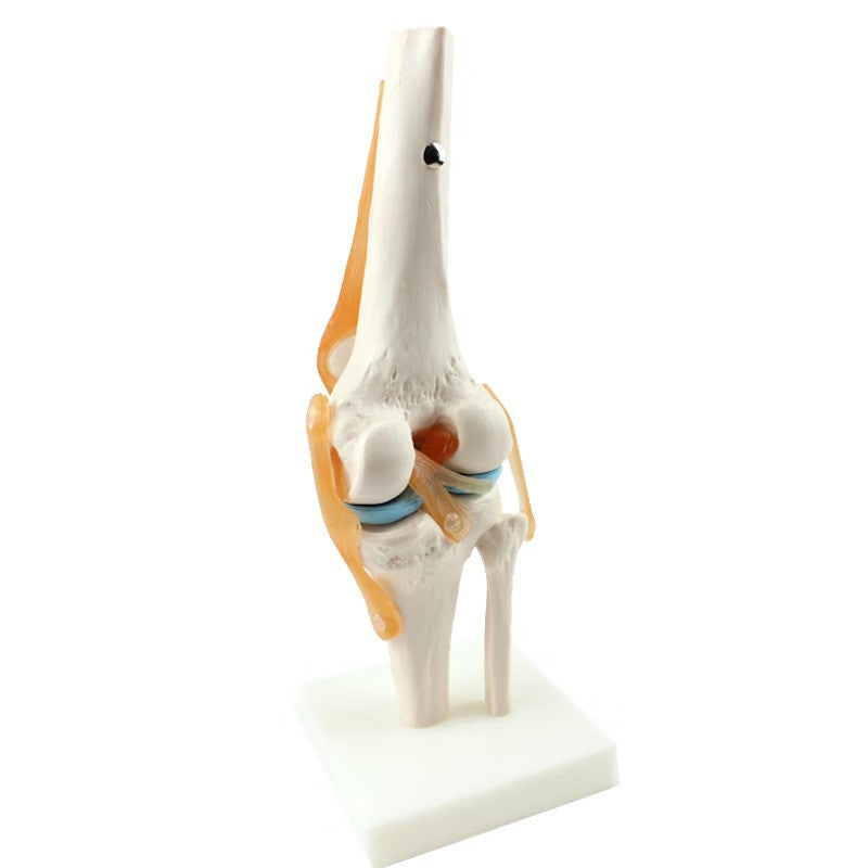 Functional Knee Joint Model