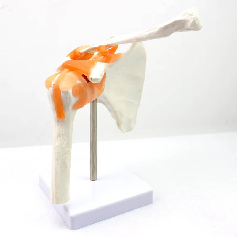 Functional Shoulder Joint Model